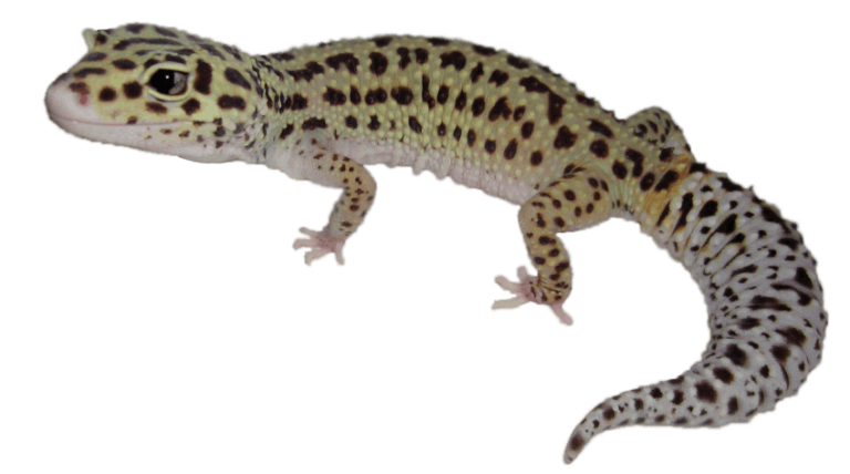 Gecko Leopardo | Toda la Información sobre los Eubles