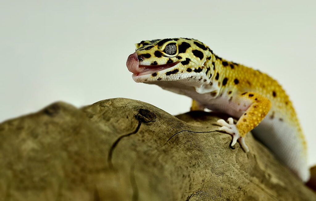 ¿Es Legal Tener un Gecko Leopardo como Mascota? | Legalidad
